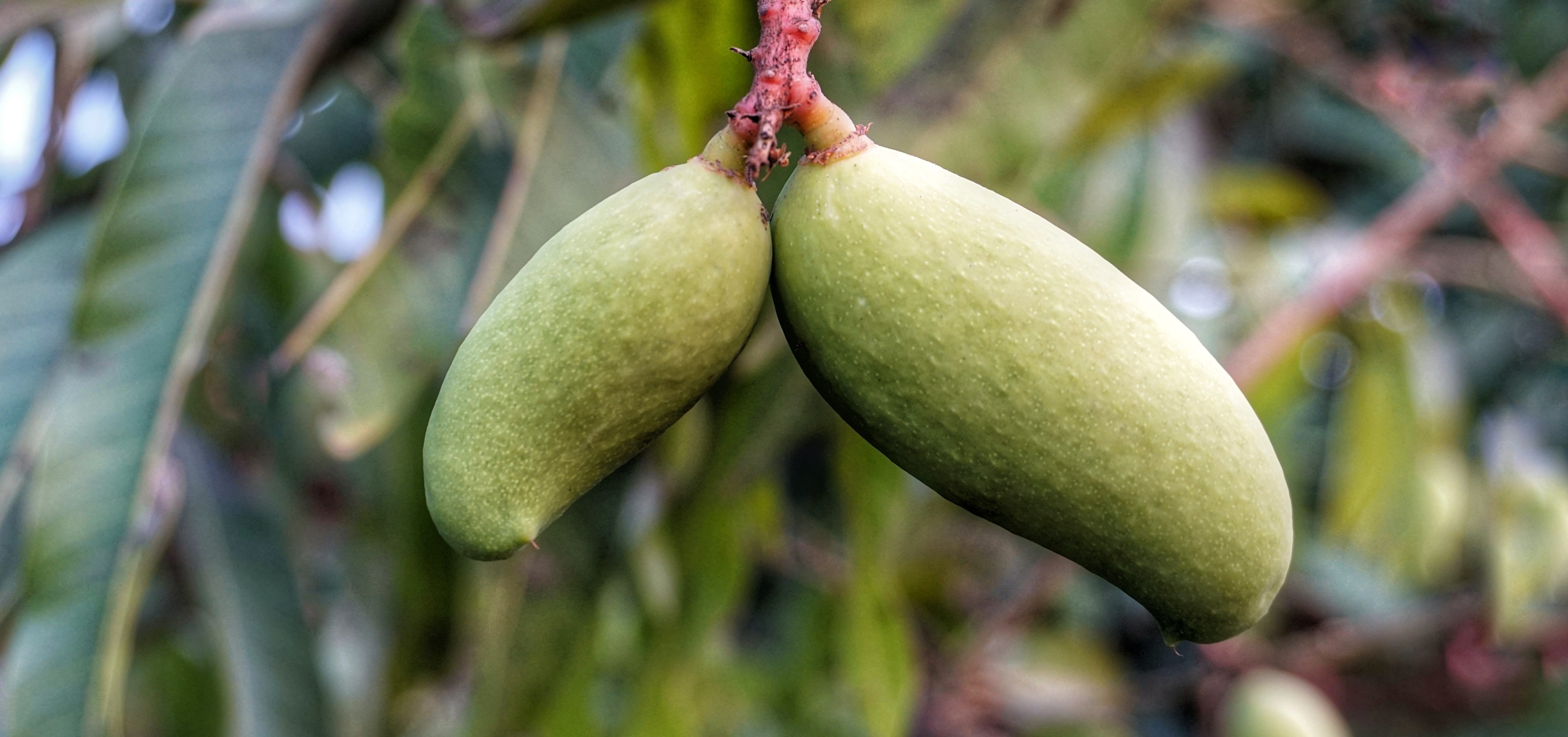 Cultivos rentables y en alza: mango - Innovatione